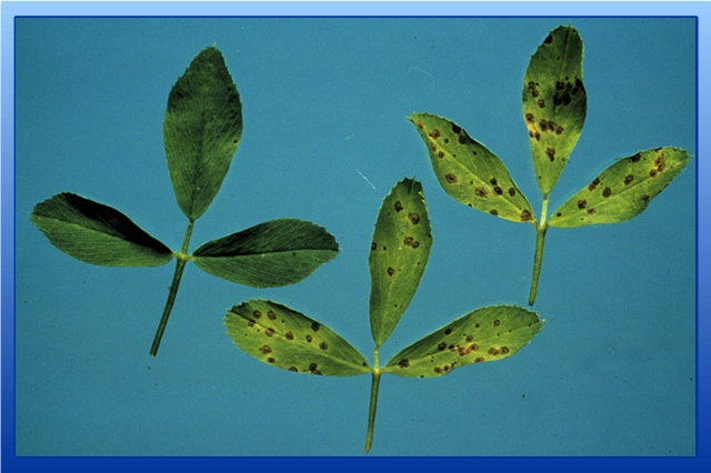 Diseases of Alfalfa - Common Leaf Spot - Slide 20