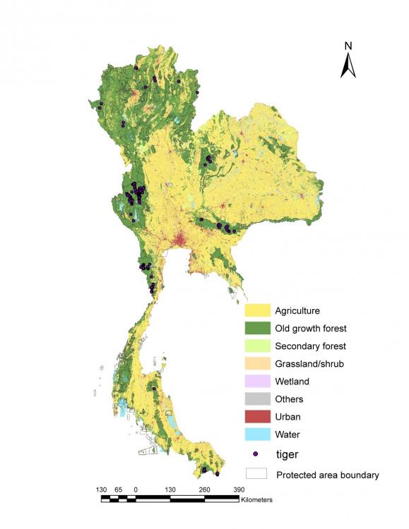 Habitat connectivity for the Indochinese tiger in Thailand – SILVIS LAB ...